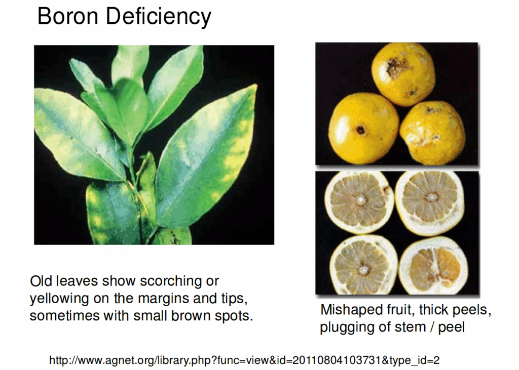 My Citrus Leaves Look Like This: Is It Nutrient Deficiency? | Ask The ...