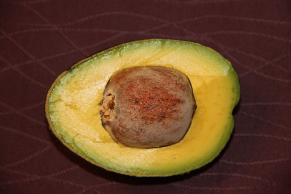 Best Avocados For Central FL | Ask The Green Genie