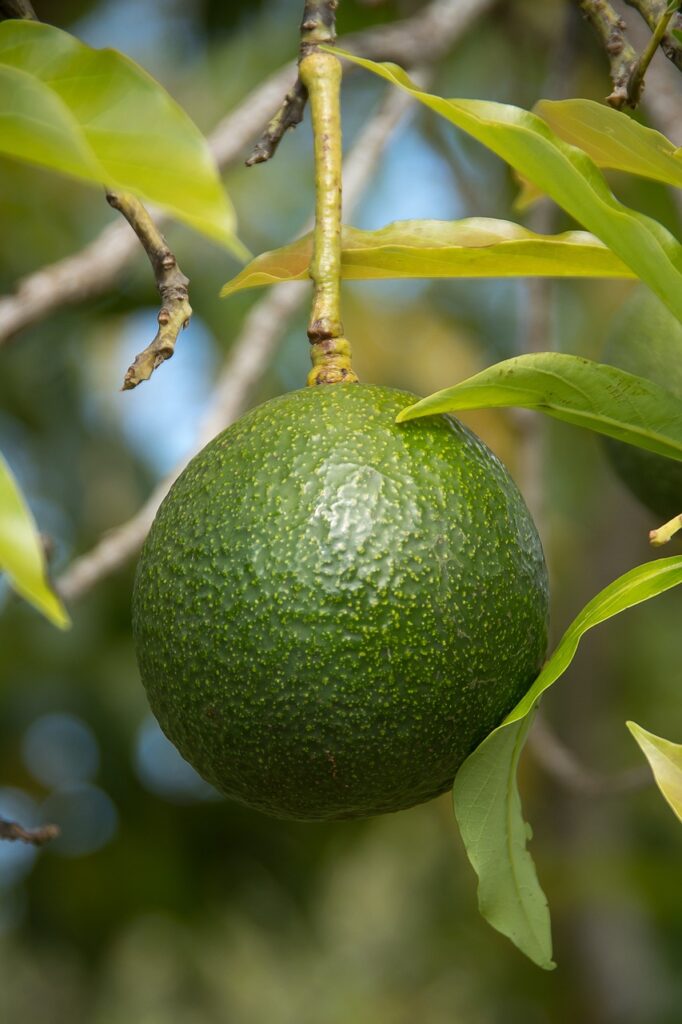 Best Avocados For Central FL | Ask The Green Genie