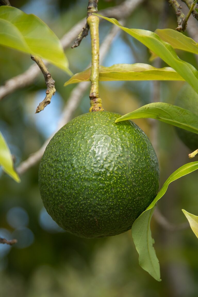 Best Avocados For Central FL | Ask The Green Genie