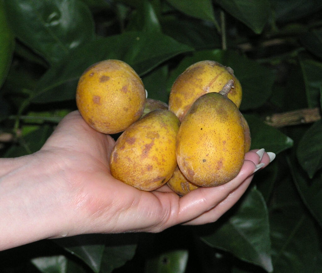 Jamaican June Plum: Close Relative of The Mango | Ask The Green Genie